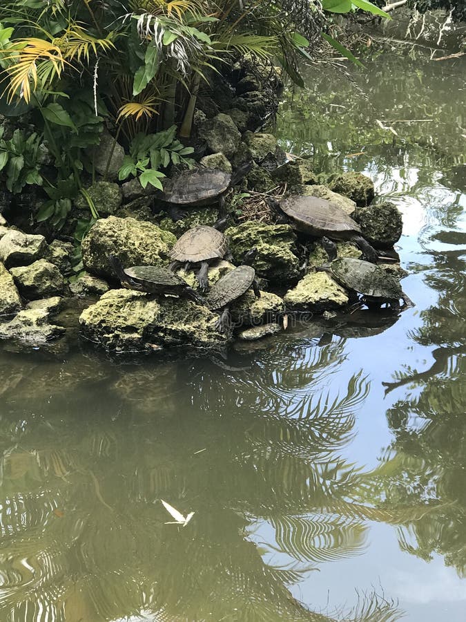 Large Turtles in a Large Aquarium - Turtle Poses for Photo Stock Photo ...