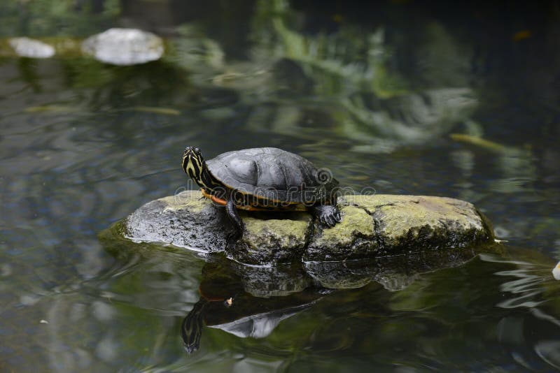 Turtle on a Rock stock photo. Image of green, island - 47871858