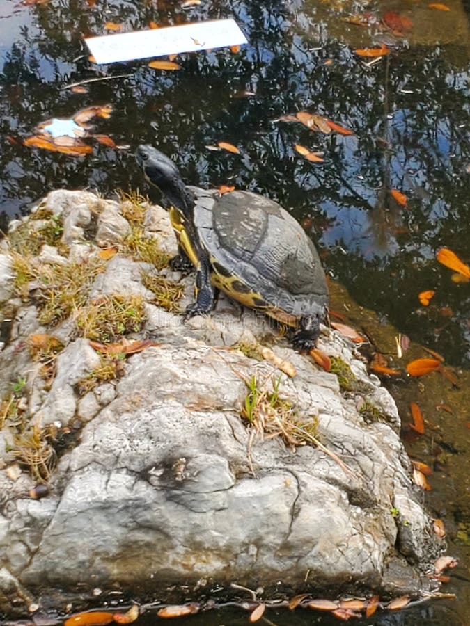 Turtle on a Rock stock image. Image of little, green - 14928121