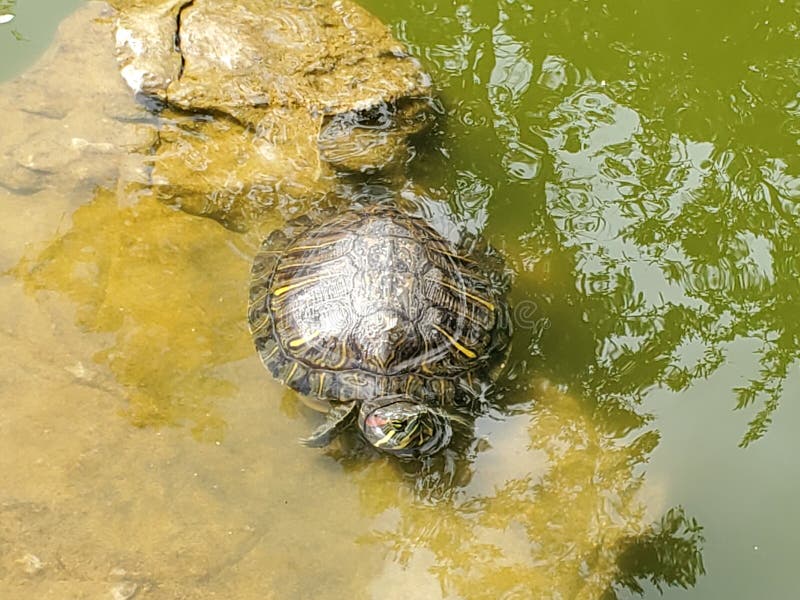 Turtle on rock in pond stock image. Image of rock, wildlife - 202734917