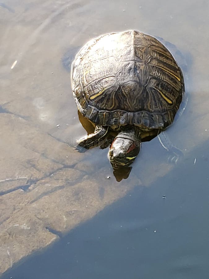 Turtle on rock in pond stock photo. Image of lizard - 202734924