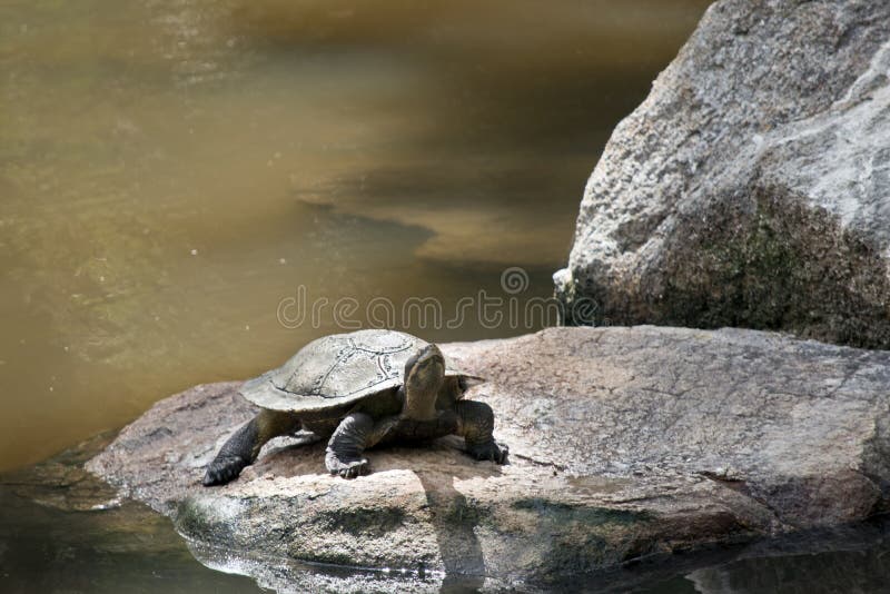 Turtle on a rock stock photo. Image of animal, turtle - 106422996