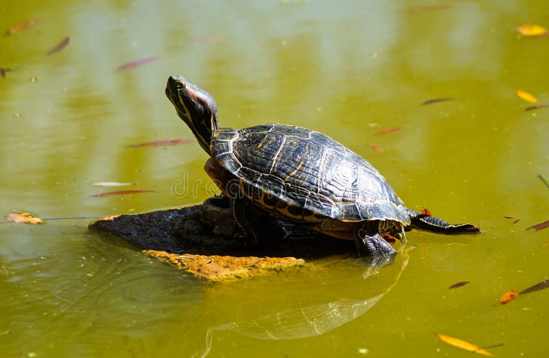 Turtle on a rock stock photo. Image of female, pond, water - 61389634