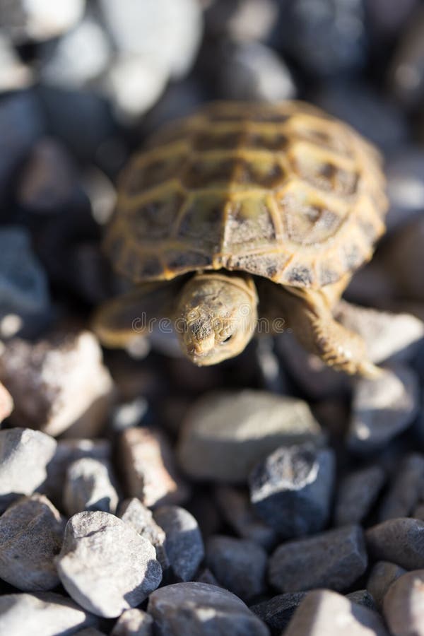 Turtle on rocks in nature stock photo. Image of blurred - 100642164