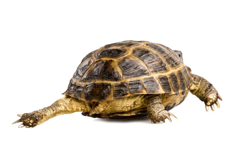 Turtle s back stock photo. Image of small, closeup, isolated - 18765550
