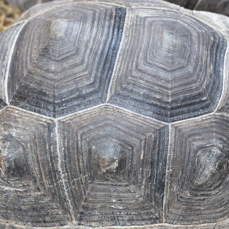 Turtles Back Position with Very Attractive Color Stock Photo - Image of ...