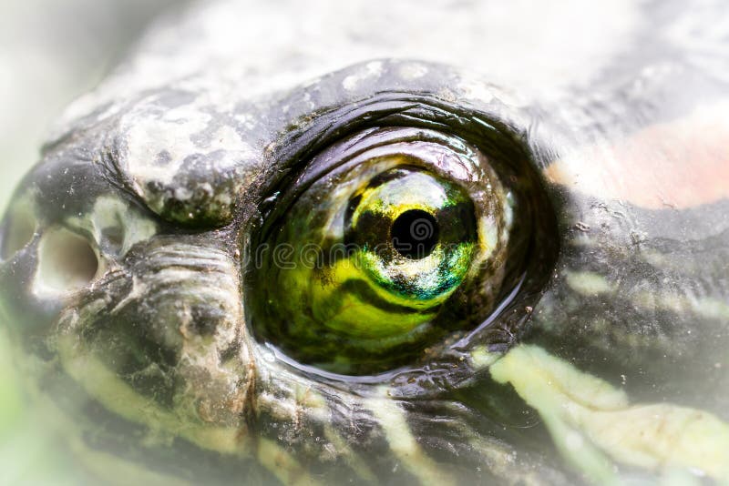 Turtle s eye stock photo. Image of natural, colors, flower - 67118774