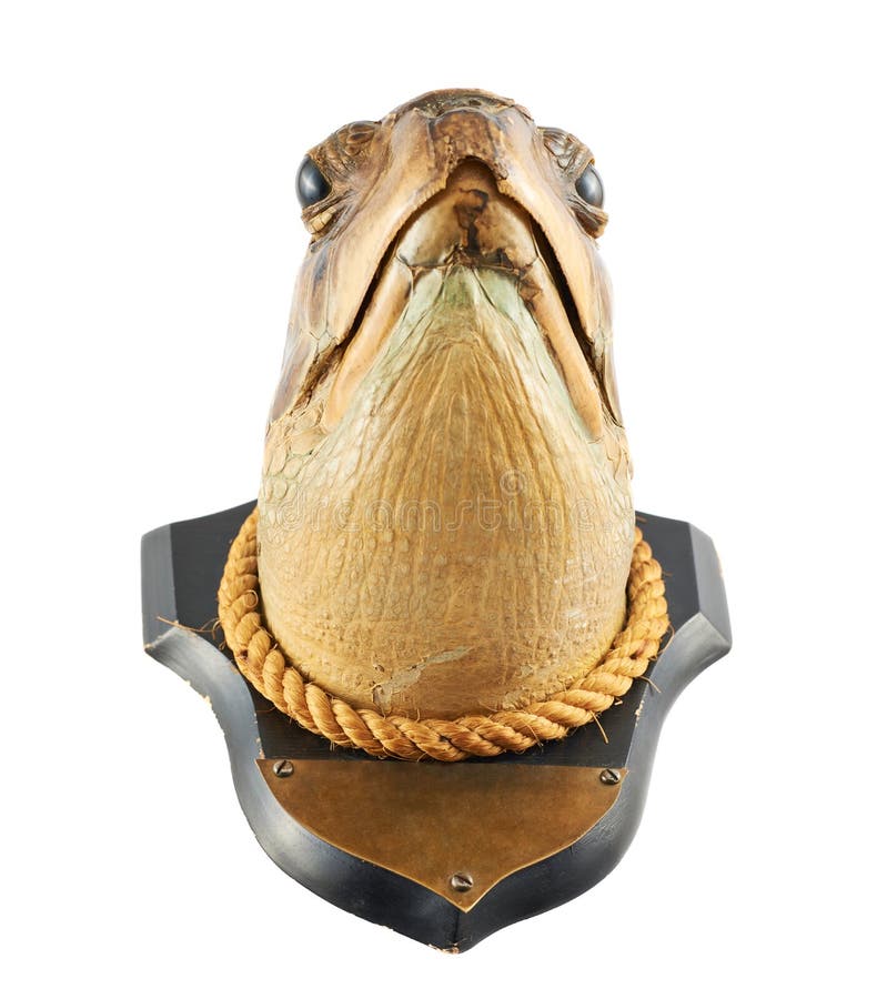 Turtle Trophy Stock Photos - Free & Royalty-Free Stock Photos from ...