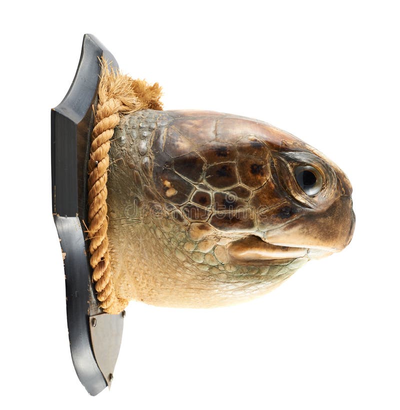 Turtle Trophy Stock Photos - Free & Royalty-Free Stock Photos from ...
