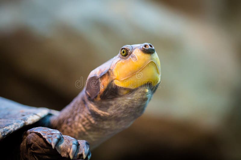 Turtle`s portrait stock photo. Image of hawaiian, detail - 109678644