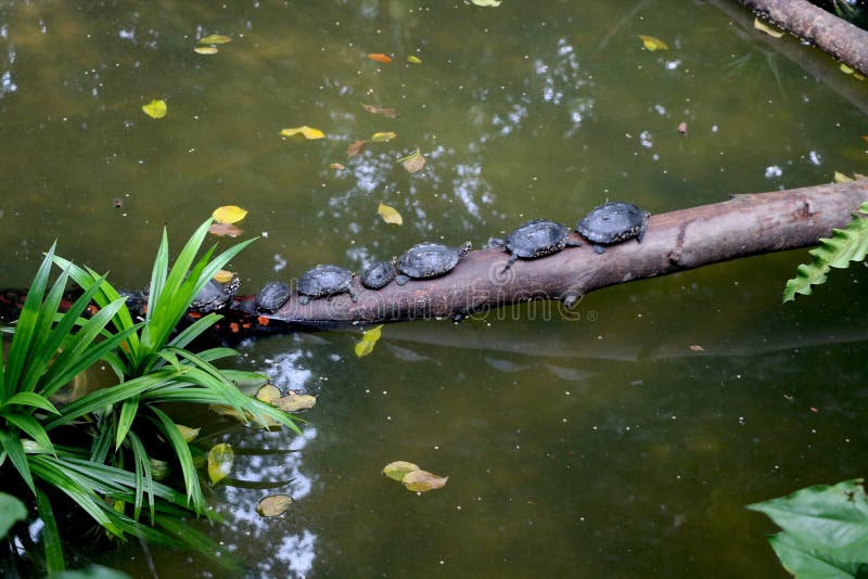 Group of Turtle Walking on Branch of Tree Fall Stock Photo - Image of ...