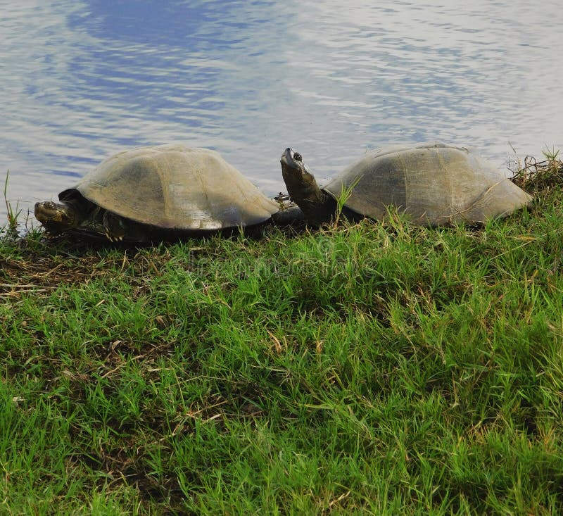 Waterpit Stock Photos - Free & Royalty-Free Stock Photos from Dreamstime