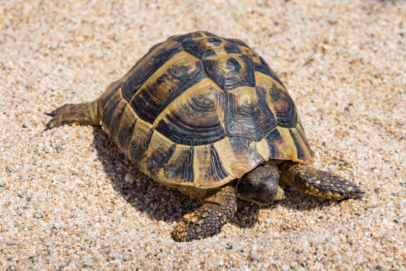 Turtle Goes Slowly in the Sand with Its Protective Shell Stock Photo ...