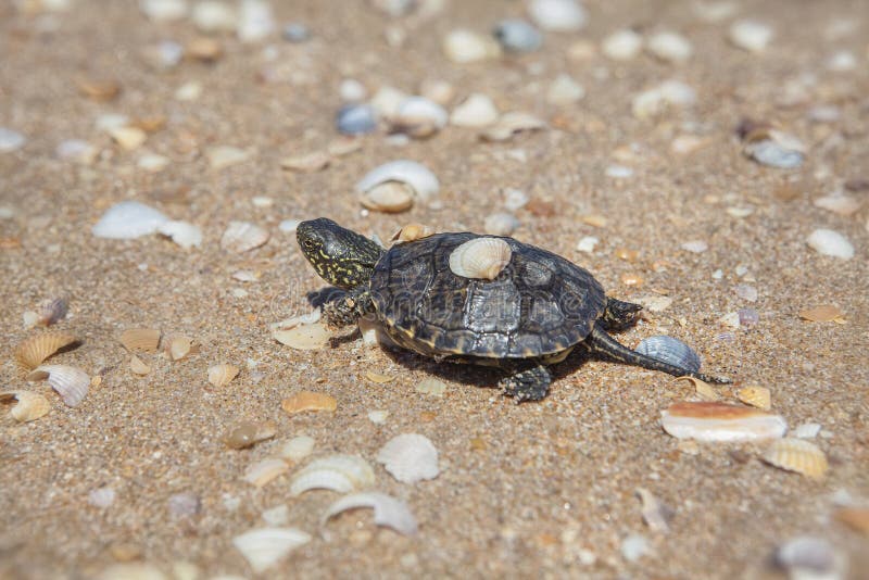 Turtle on sandy beach stock photo. Image of carapace - 88267878