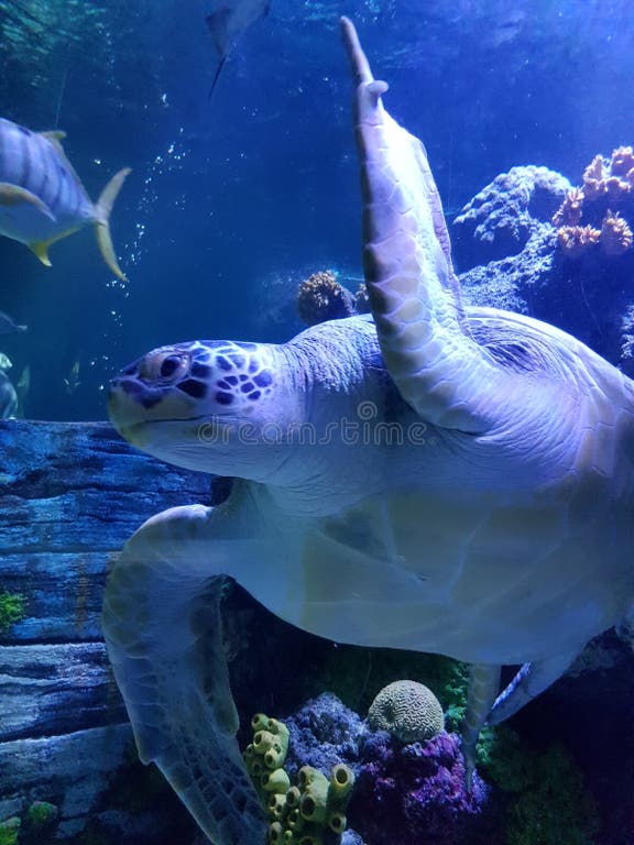 Turtle say Hello stock photo. Image of hello, look, water - 118693652