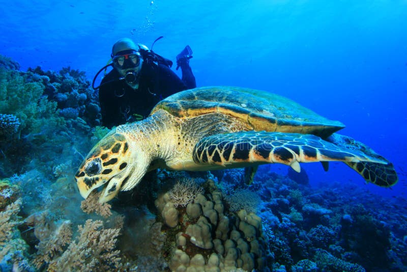 Sea Turtle and Scuba Divers Stock Image - Image of diver, animal: 26006793