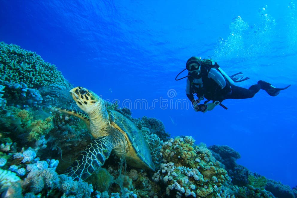 Turtle and Scuba Diver stock photo. Image of eretmochelys - 14407110