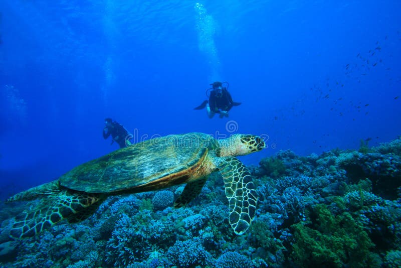 Sea Turtle and Scuba Divers Stock Image - Image of diver, animal: 26006793
