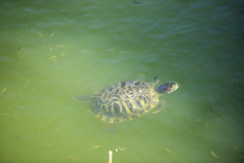 Turtle at the Sea in Kassandra, Greece Stock Image - Image of beach, lake: 186232193