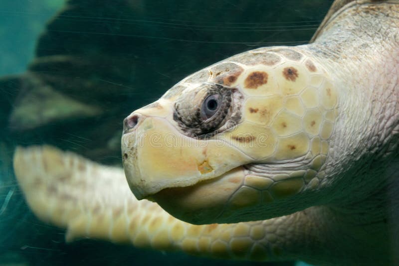 Turtle, Sea Turtle, Loggerhead, Terrestrial Animal Picture. Image ...