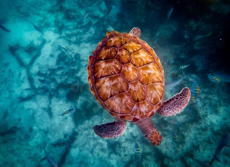 Turtle in blue sea stock photo. Image of tourist, coast - 108186398