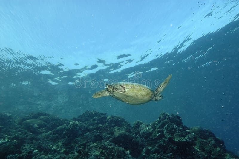 A turtle in the sea stock image. Image of coral, female - 223963611