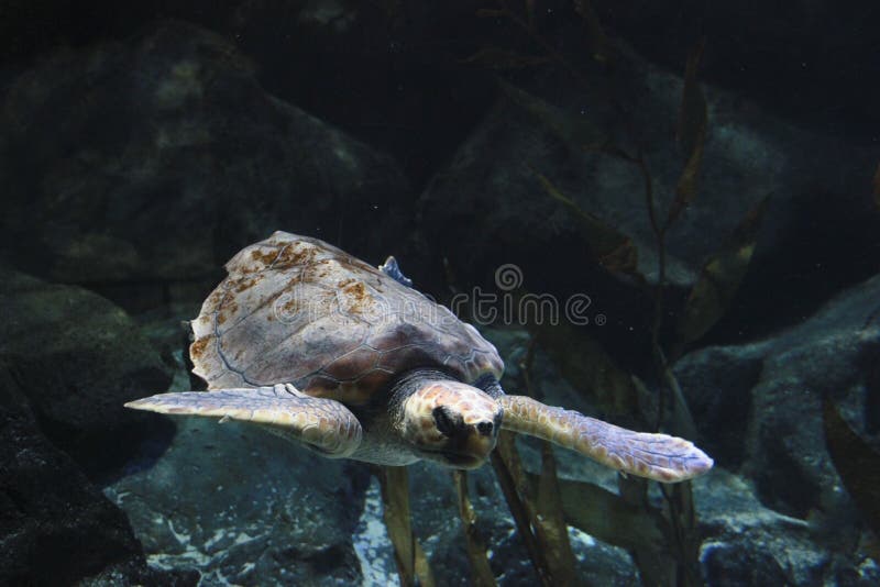 Turtle stock photo. Image of outside, hide, animallovers - 88883240