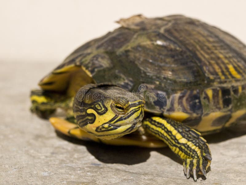Turtle stock image. Image of animal, yellow, turtle, head - 54276581
