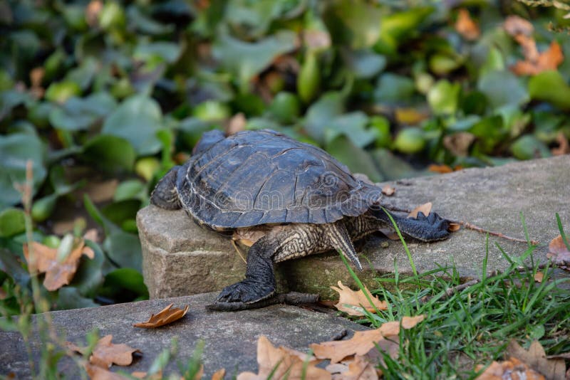 165 Turtle Back Zoo Stock Photos - Free & Royalty-Free Stock Photos ...