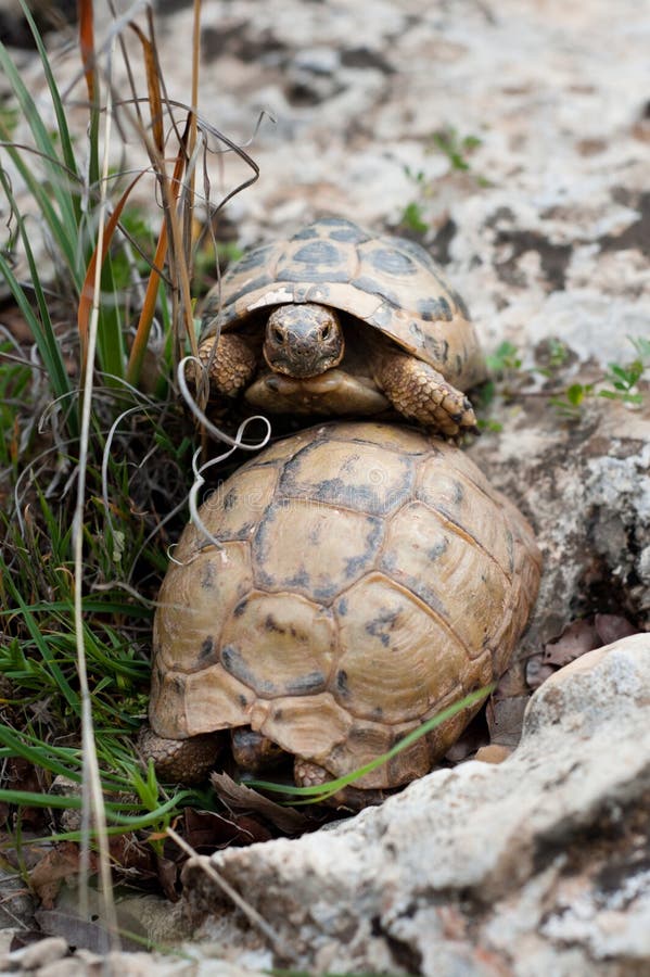 Turtle Sex: Slow and Steady Stock Photo - Image of shell, copulate ...