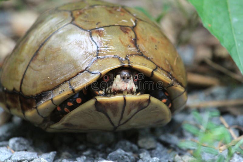 Turtle in Shell stock photo. Image of spots, exotic, nose - 10631556