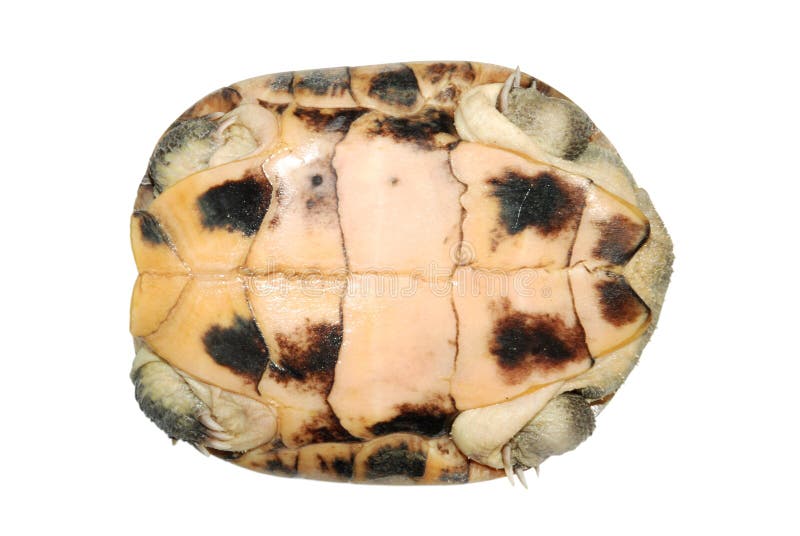 Turtle in shell stock photo. Image of beauty, crawl, creature - 11284364