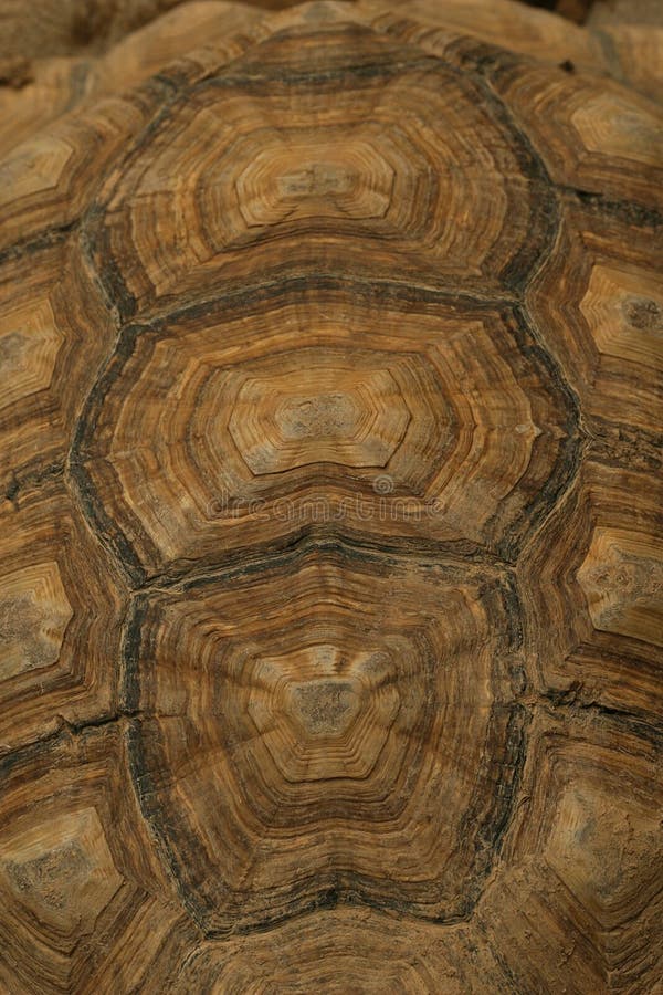 Turtle shell. stock image. Image of reefs, tropical, giant - 30637907