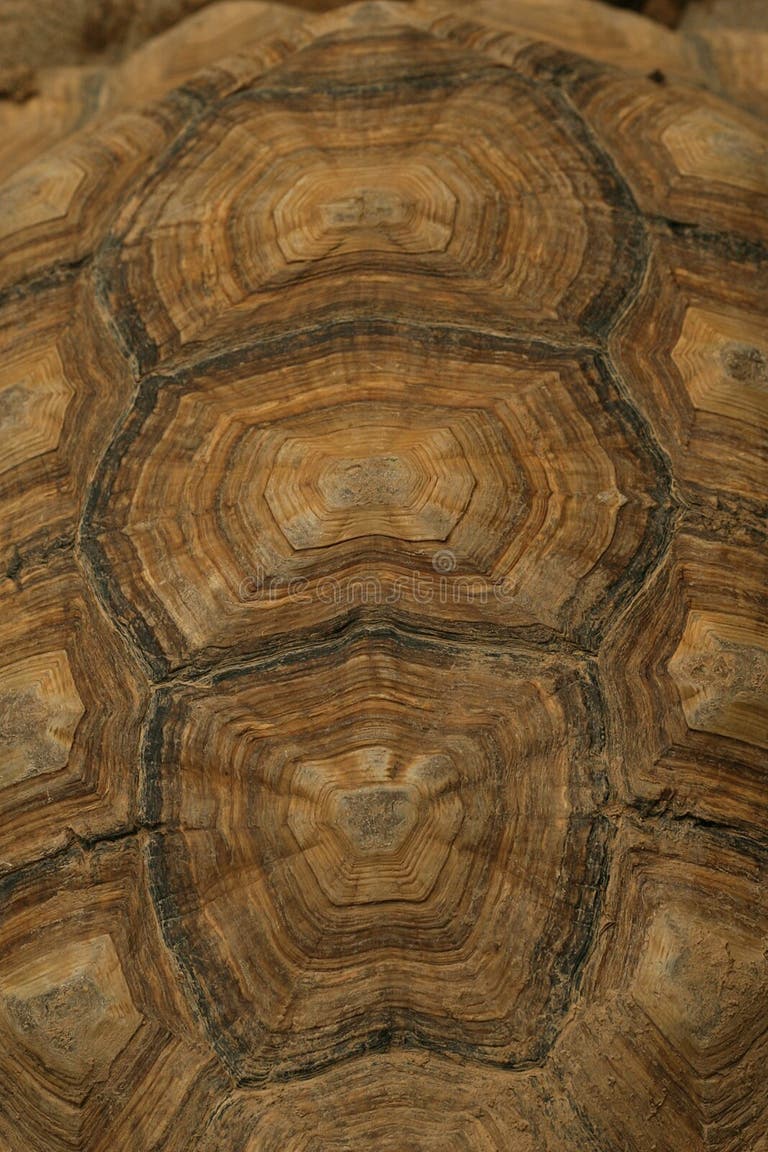 5,134 Turtle Shell Pattern Stock Photos - Free & Royalty-Free Stock ...