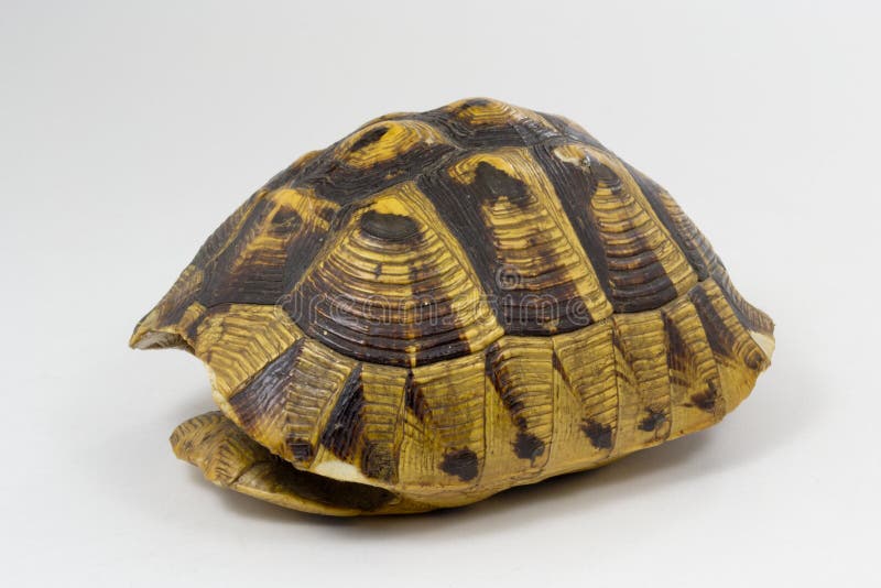 Turtle shell stock image. Image of pattern, dead, animal - 17023411