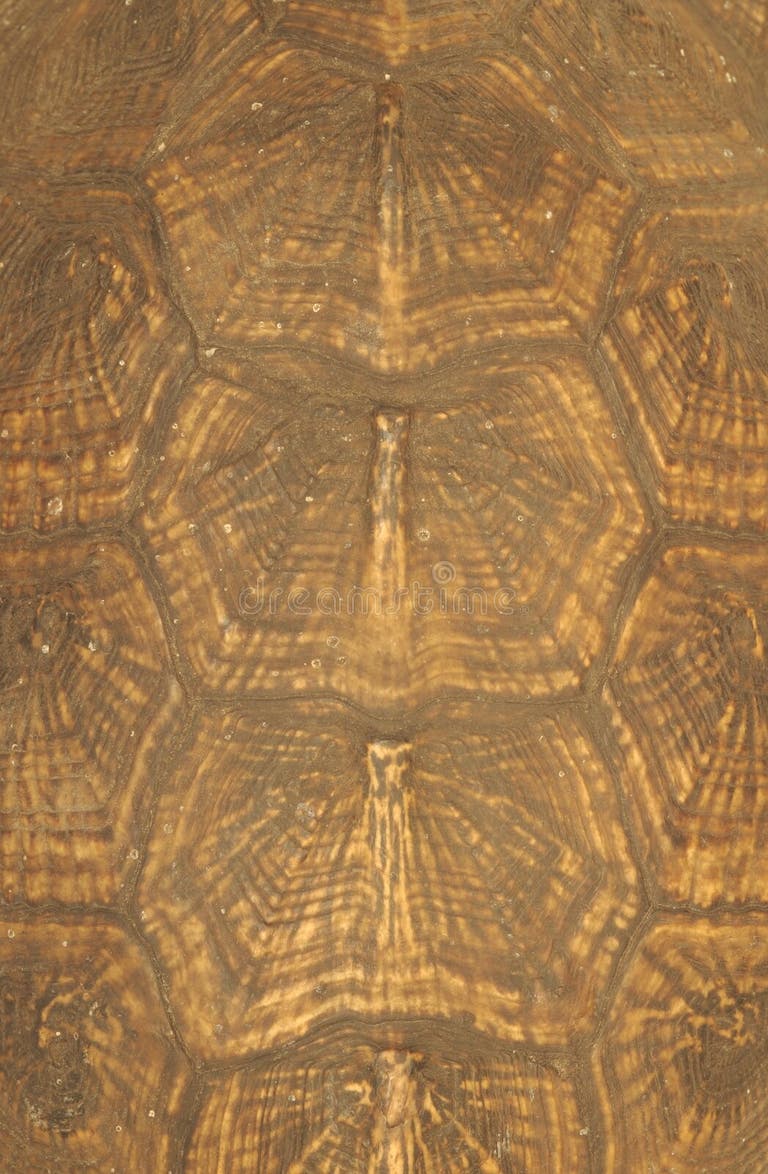 3,845 Turtle Shell Texture Stock Photos - Free & Royalty-Free Stock ...
