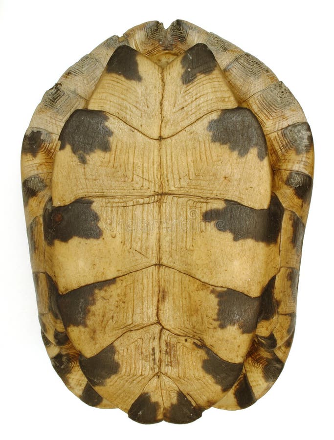 Turtle Shell stock photo. Image of reptile, shell, white - 1752646