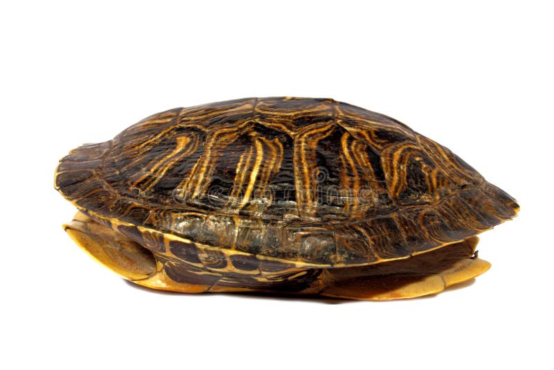 Turtle Shell stock image. Image of ecology, creature - 26197799
