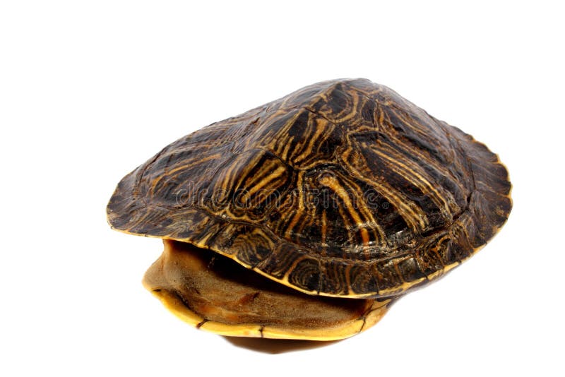 Turtle Shell stock photo. Image of protection, turtles - 26197800