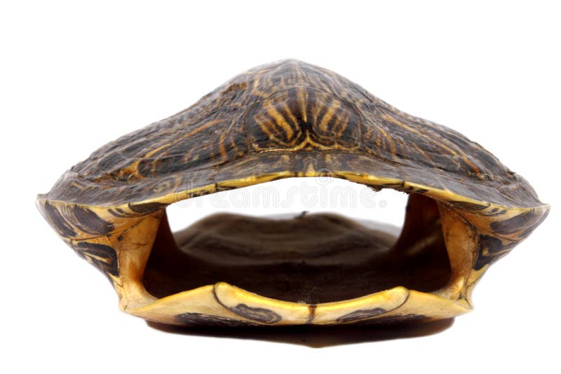 Shell of a dead turtle stock image. Image of shell, death - 15731655