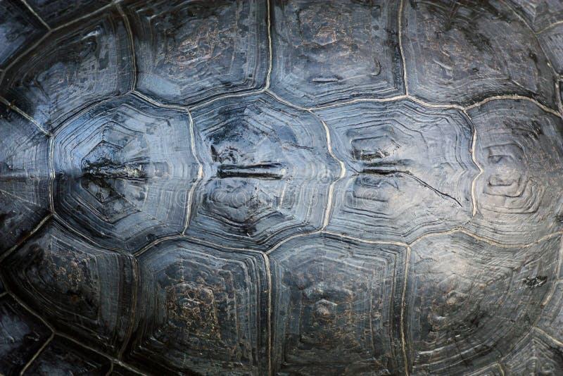 Tortoise Shell Pattern stock photo. Image of philippines - 5797002