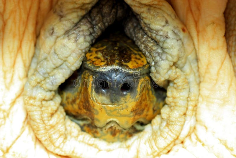 Turtle shell stock image. Image of natural, carapace - 28835877