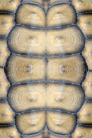 Turtle shell. stock image. Image of reefs, tropical, giant - 30637907