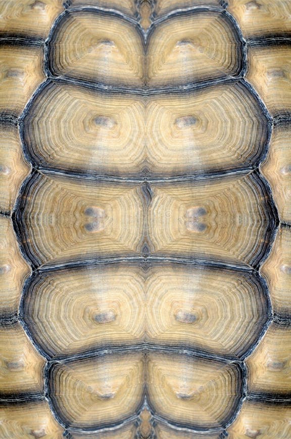 Turtle shell. stock image. Image of reefs, tropical, giant - 30637907