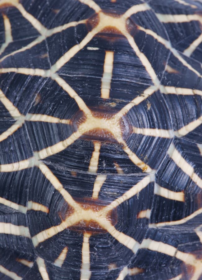 Turtle shell stock photo. Image of abstract, carapace - 8147920