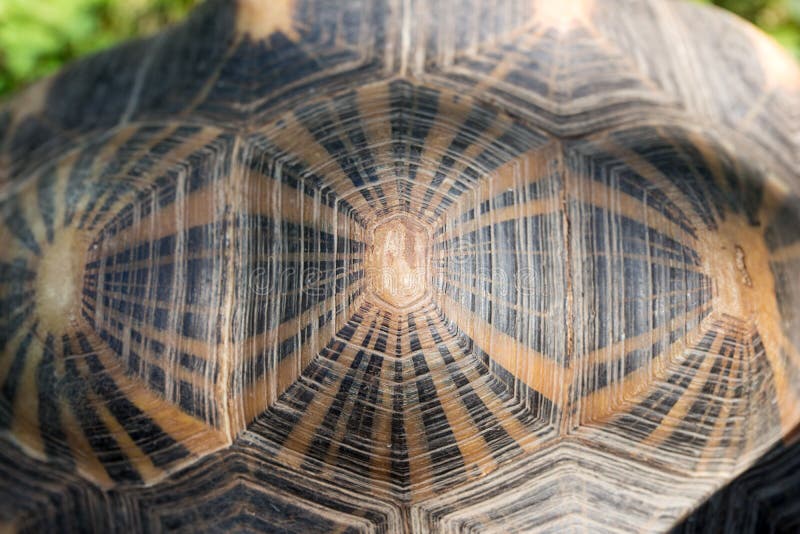 Turtle shell from above stock photo. Image of abstract - 150139942