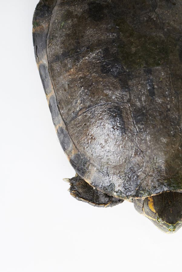 286 Turtle Shell Top View Stock Photos - Free & Royalty-Free Stock ...