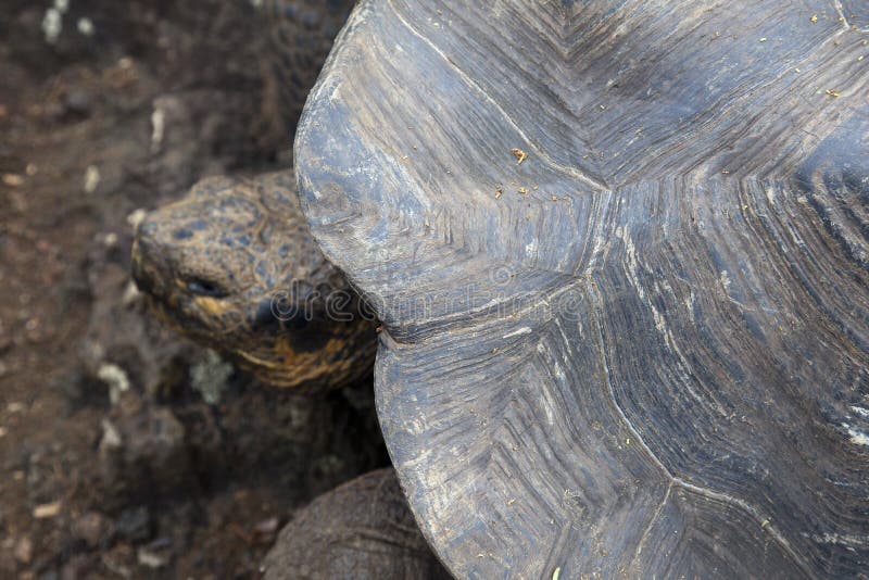Turtle shell stock photo. Image of cristobal, pacific - 51979266