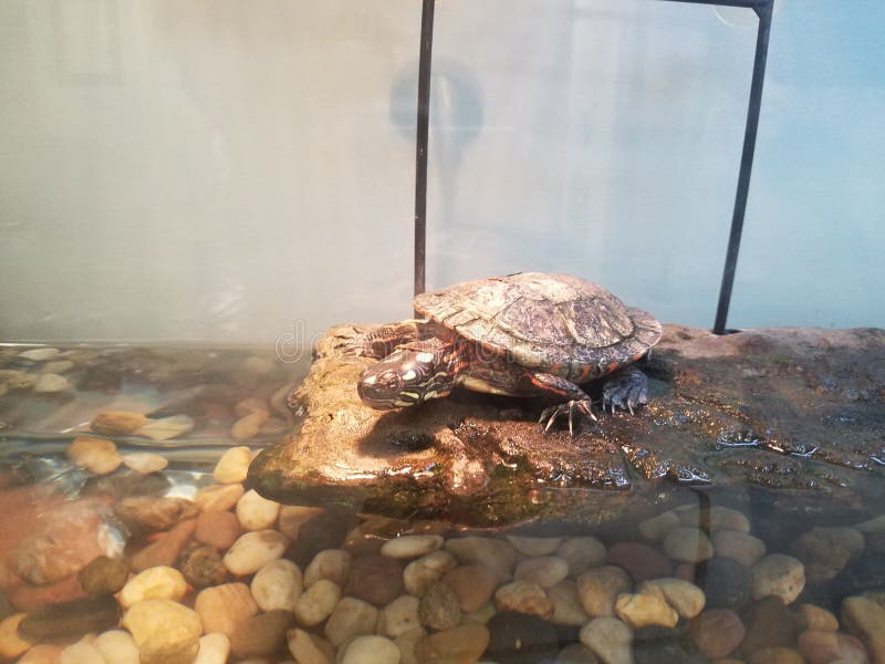 Turtle with Shell in Aquarium on Rock with Water Stock Photo - Image of ...