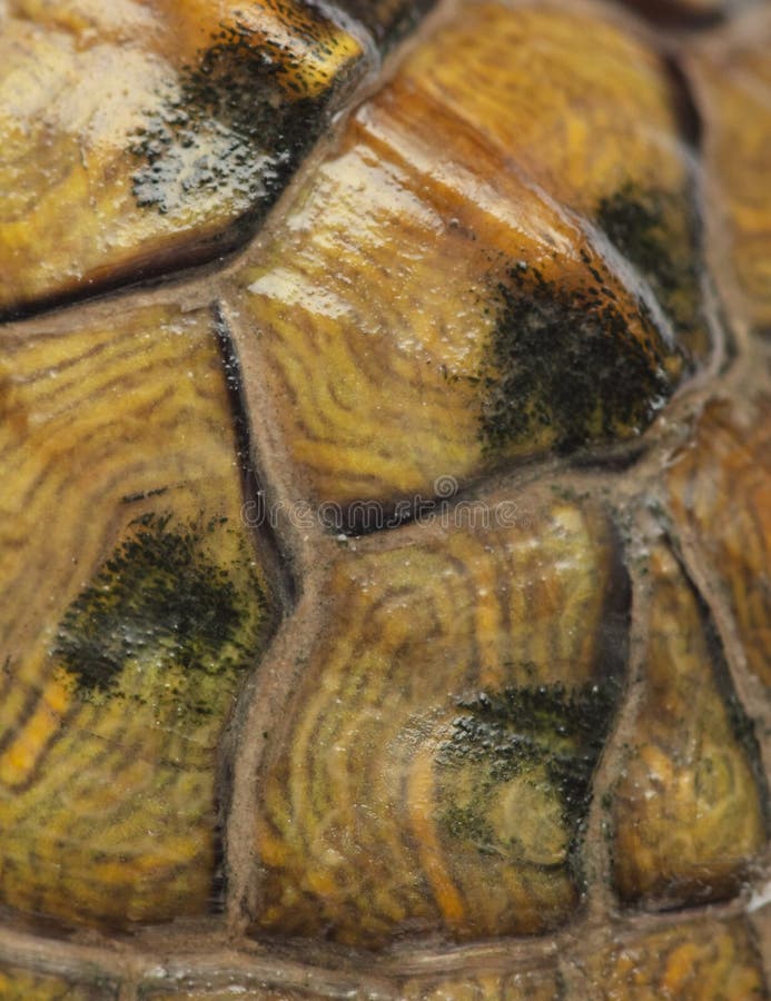 Turtle Shell As an Abstract Background. Stock Image - Image of brown ...